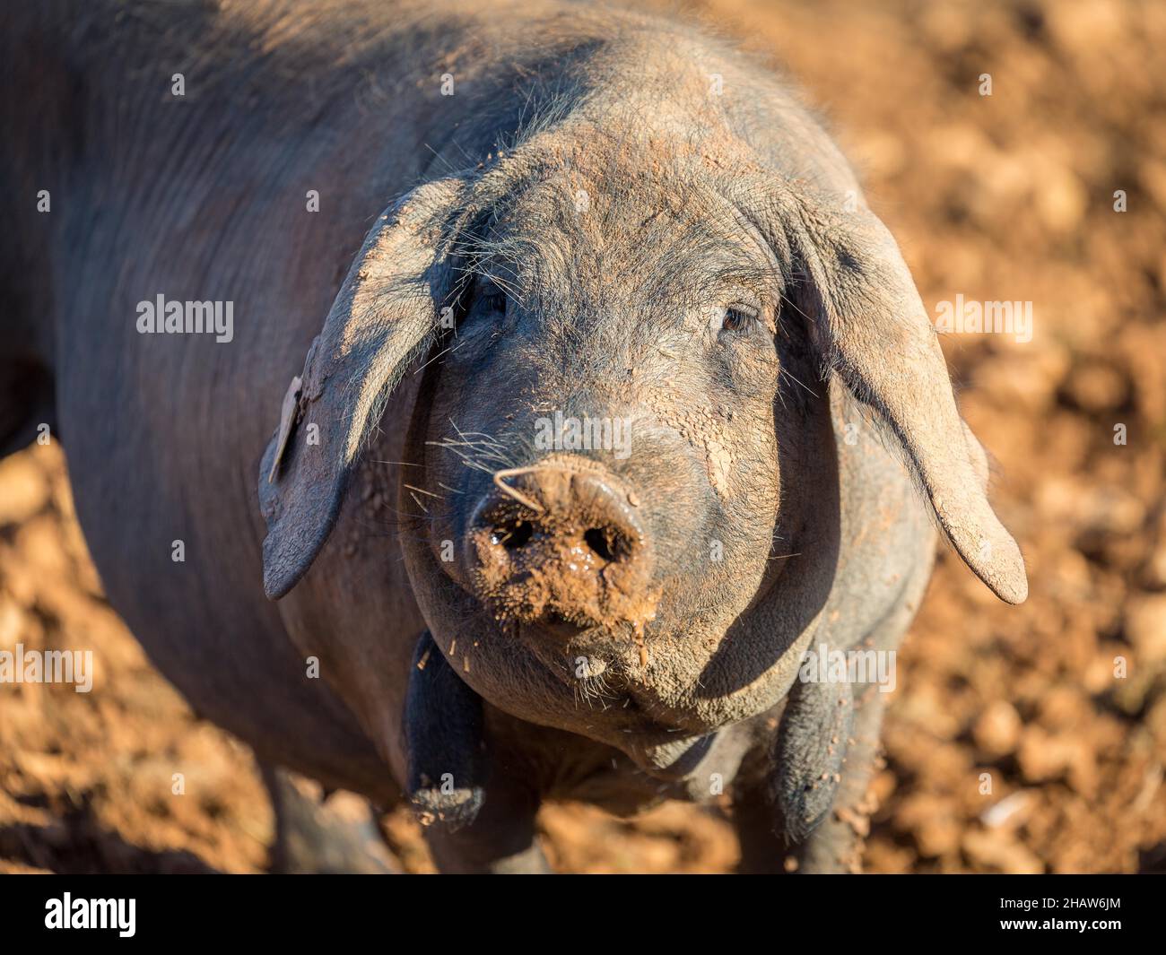 Iberian pig, portrait, Majorca, Spain Stock Photo - Alamy