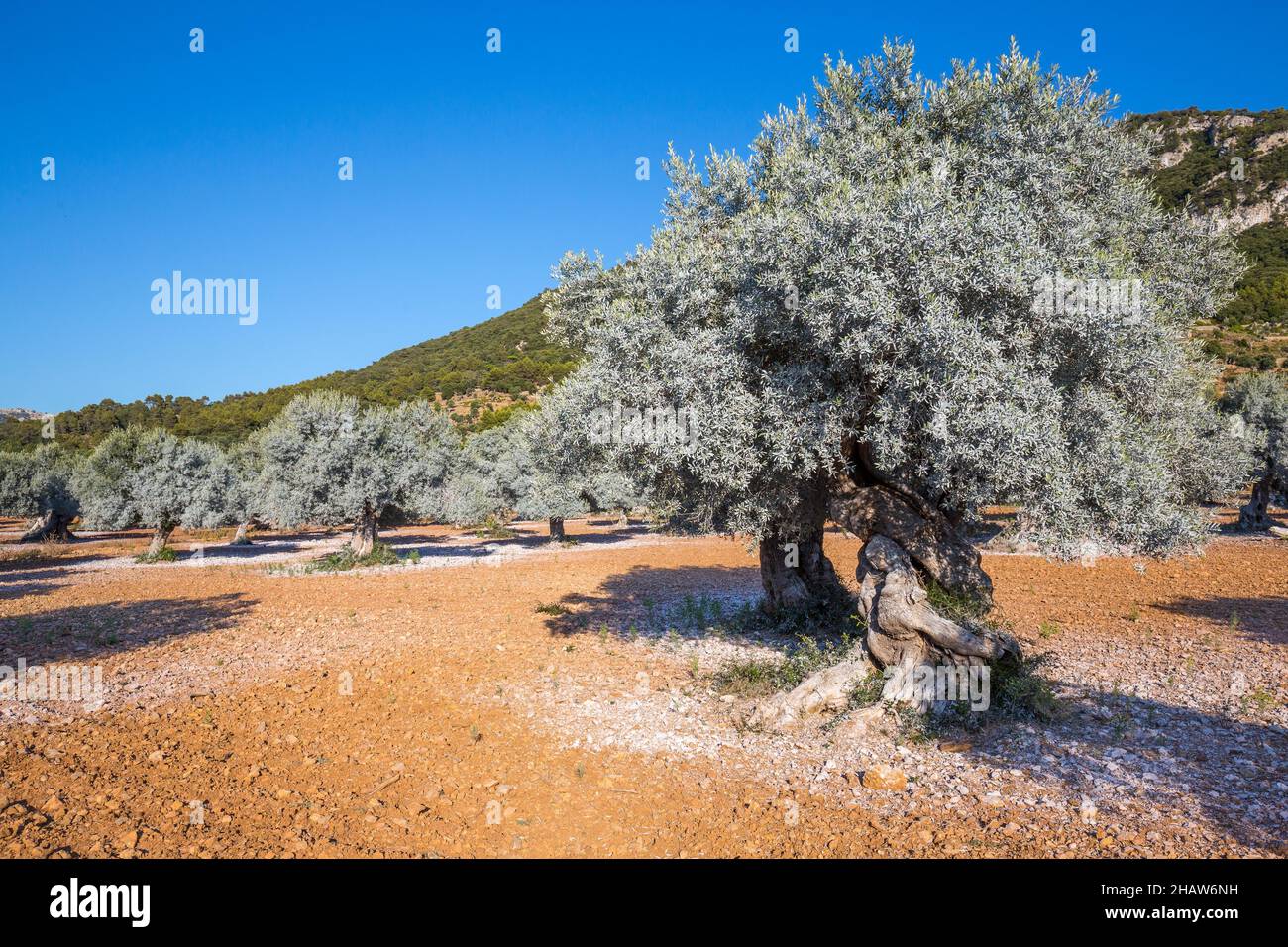 Old olive trees in olive grove, near Valldemossa, Majorca, Spain Stock ...