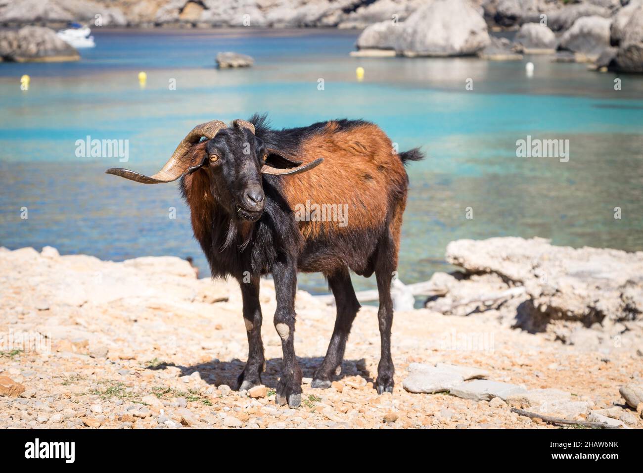 Domestic goat capra hircus male hi-res stock photography and images - Alamy