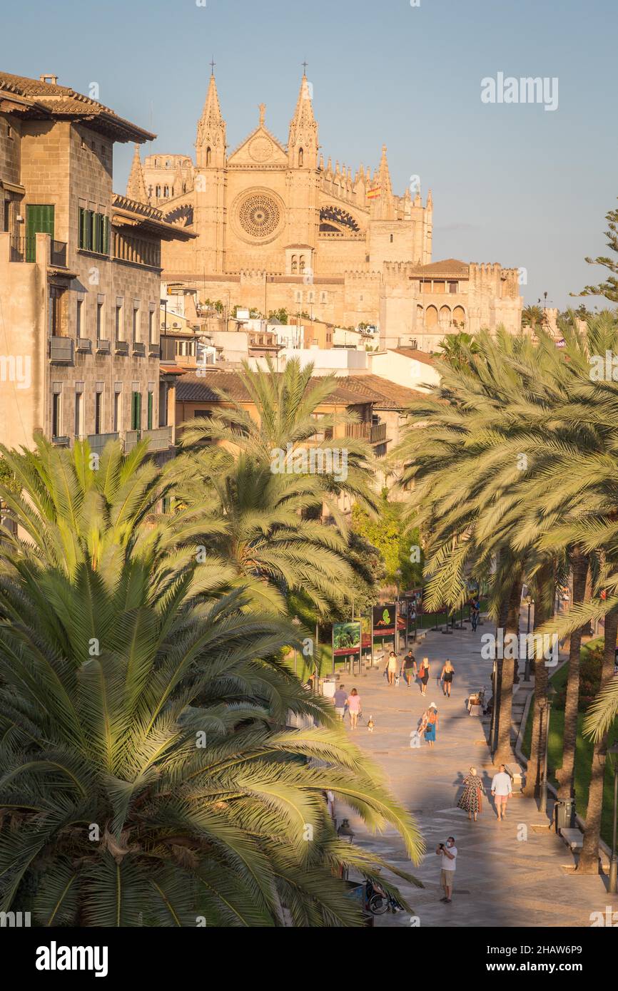 Palma Cathedral, La Seu, palm trees and houses in front, Palma, Majorca ...