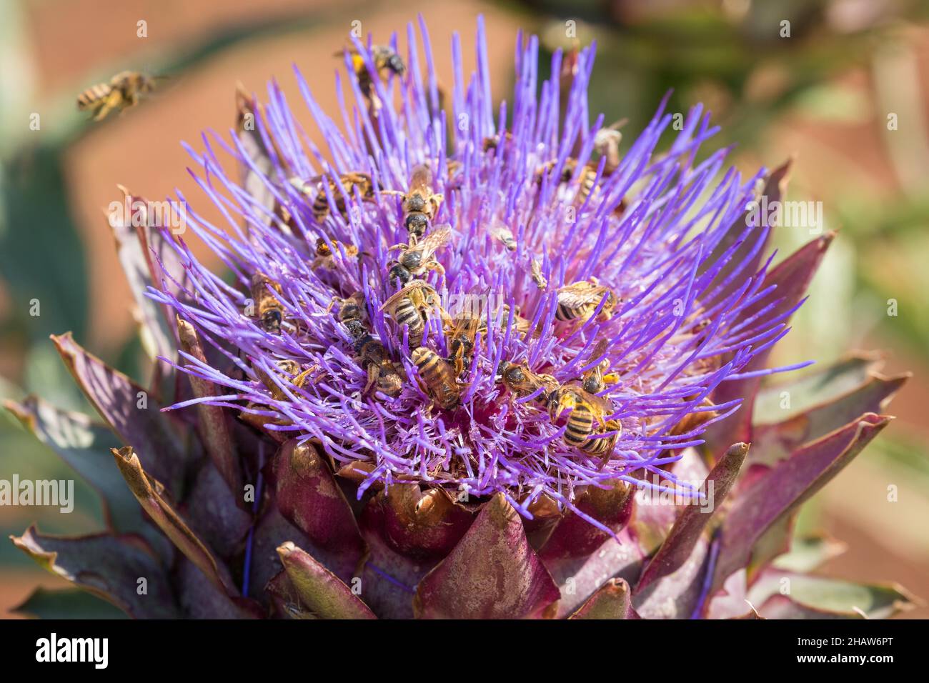 Flowering artichoke with bees, Llubi, Majorca, Spain Stock Photo - Alamy
