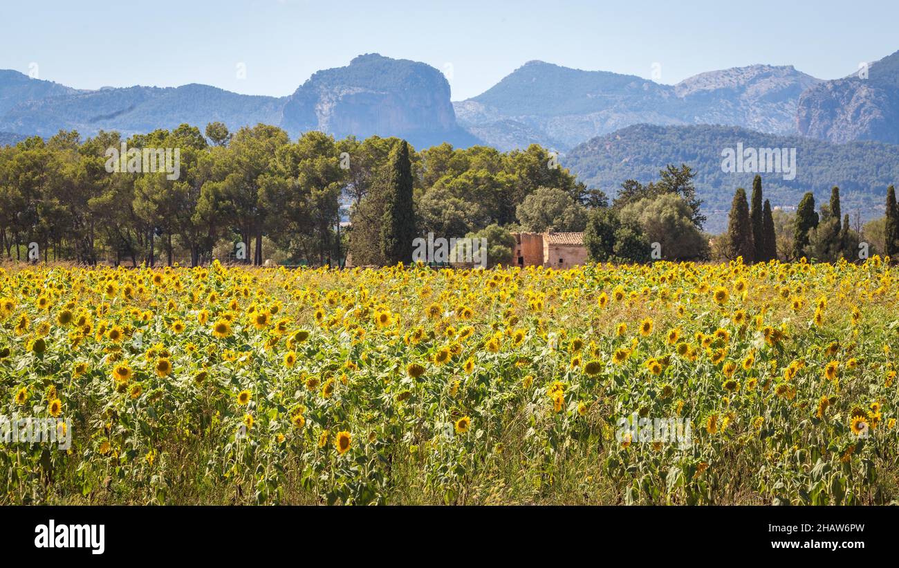 Sunflower field in front of Tramuntana mountains, near Sencelles ...