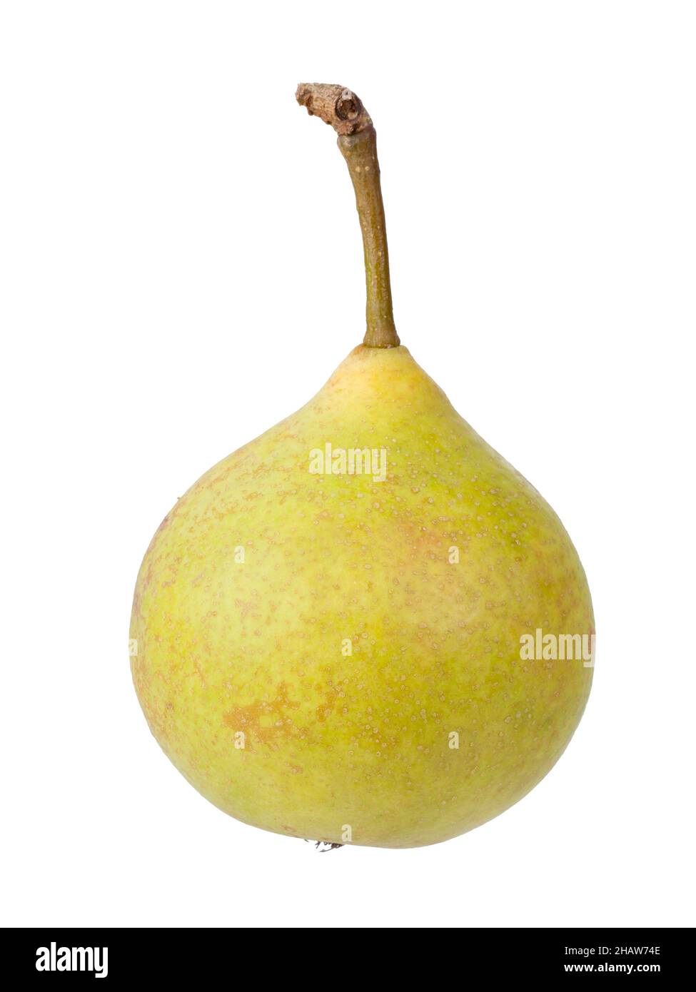 Pear variety Sugar pear, cutout Stock Photo - Alamy