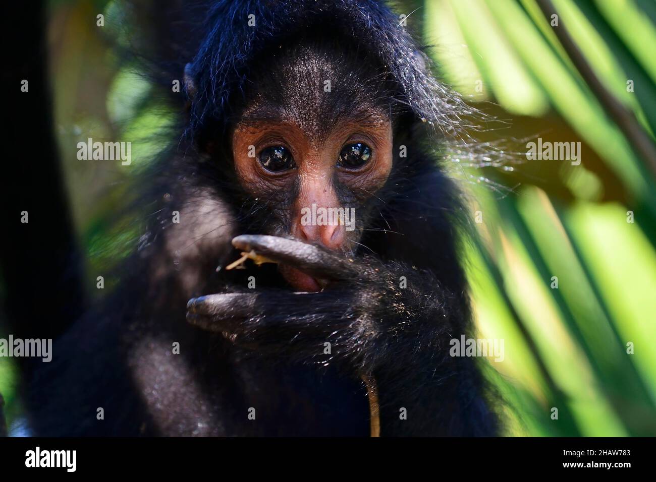 Peruvian spider monkey (Ateles chamek), portrait juvenile, Serere Eco ...