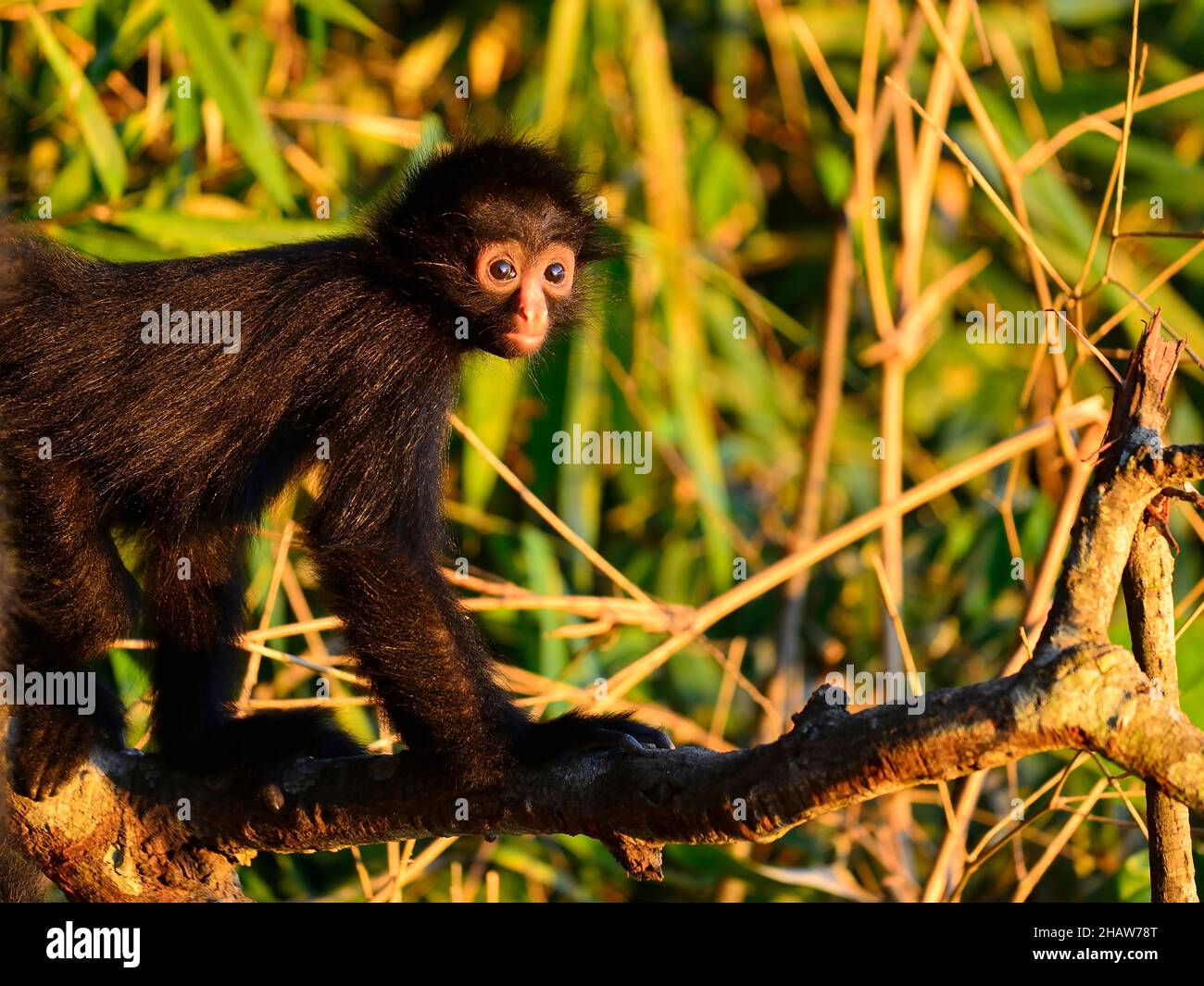Peruvian spider monkey (Ateles chamek), juvenile sitting on a branch ...