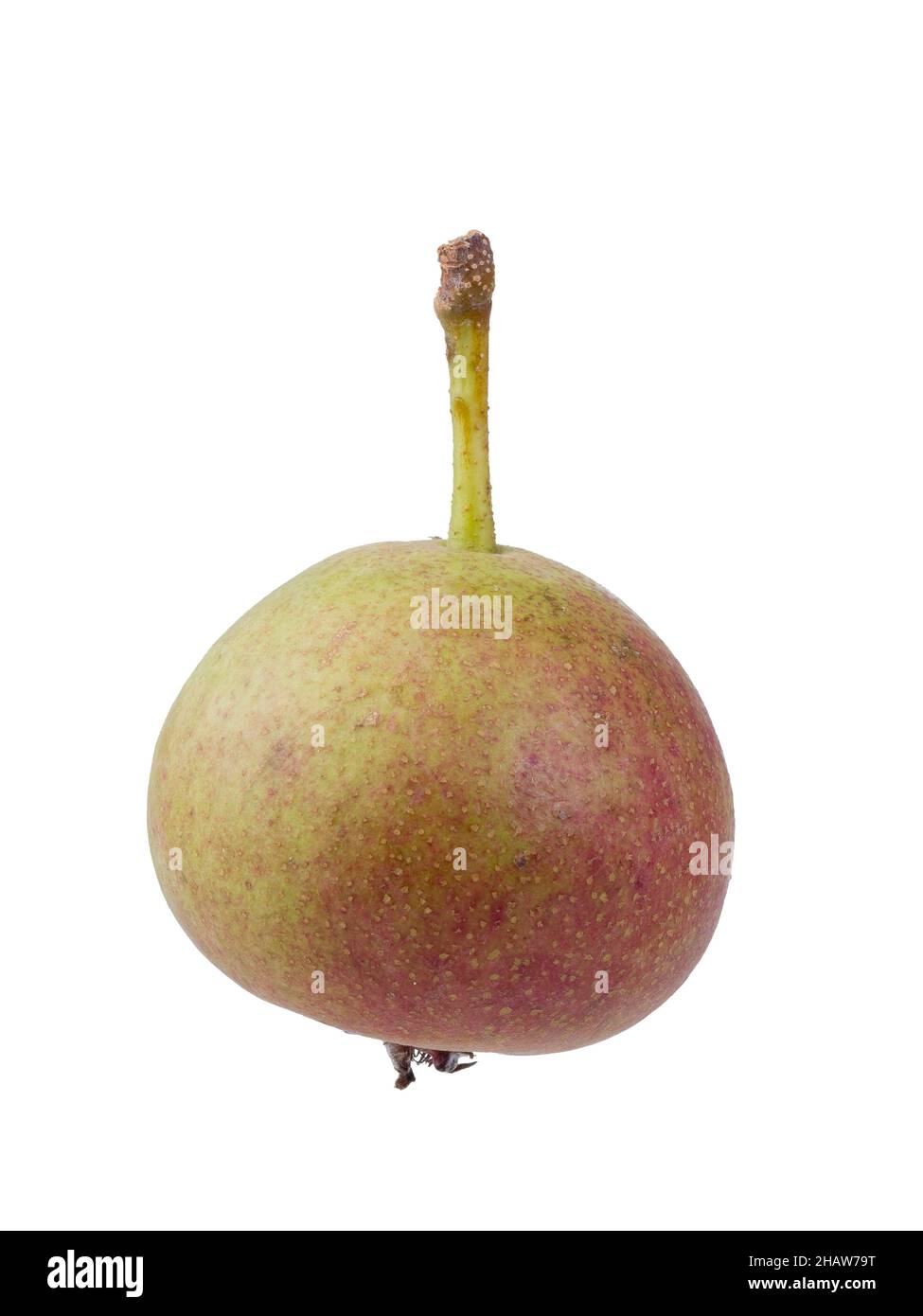 Pear variety Summerblood pear, free-standing Stock Photo - Alamy