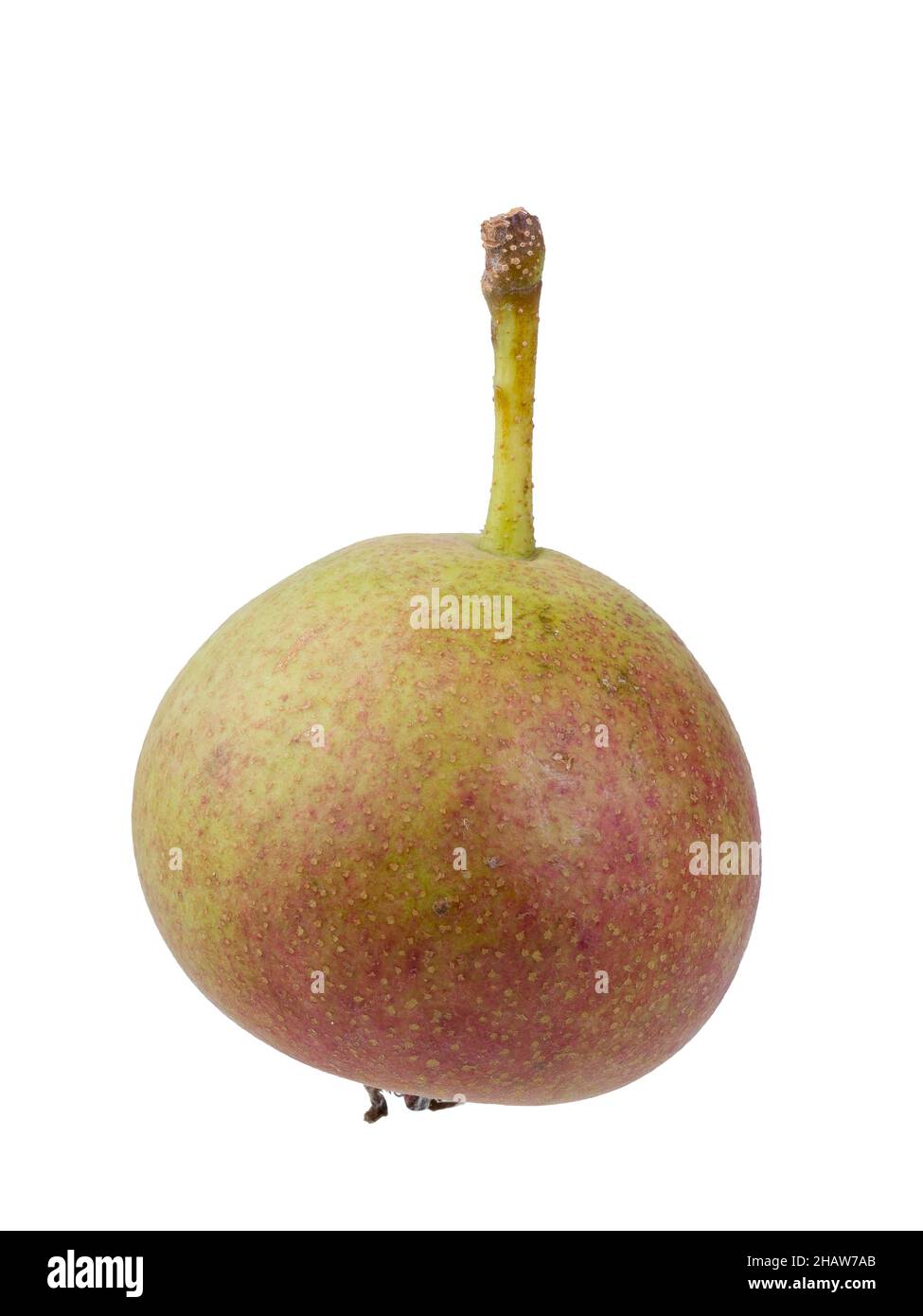 Pear variety Summerblood pear, free-standing Stock Photo - Alamy