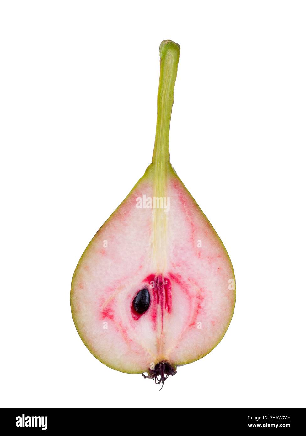 Pear variety Blood pear, sectional view, halved, cutout Stock Photo - Alamy