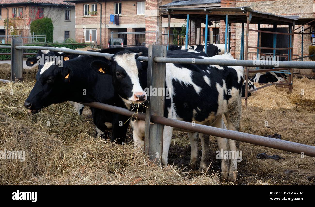 Ecological farm cows hi-res stock photography and images - Alamy