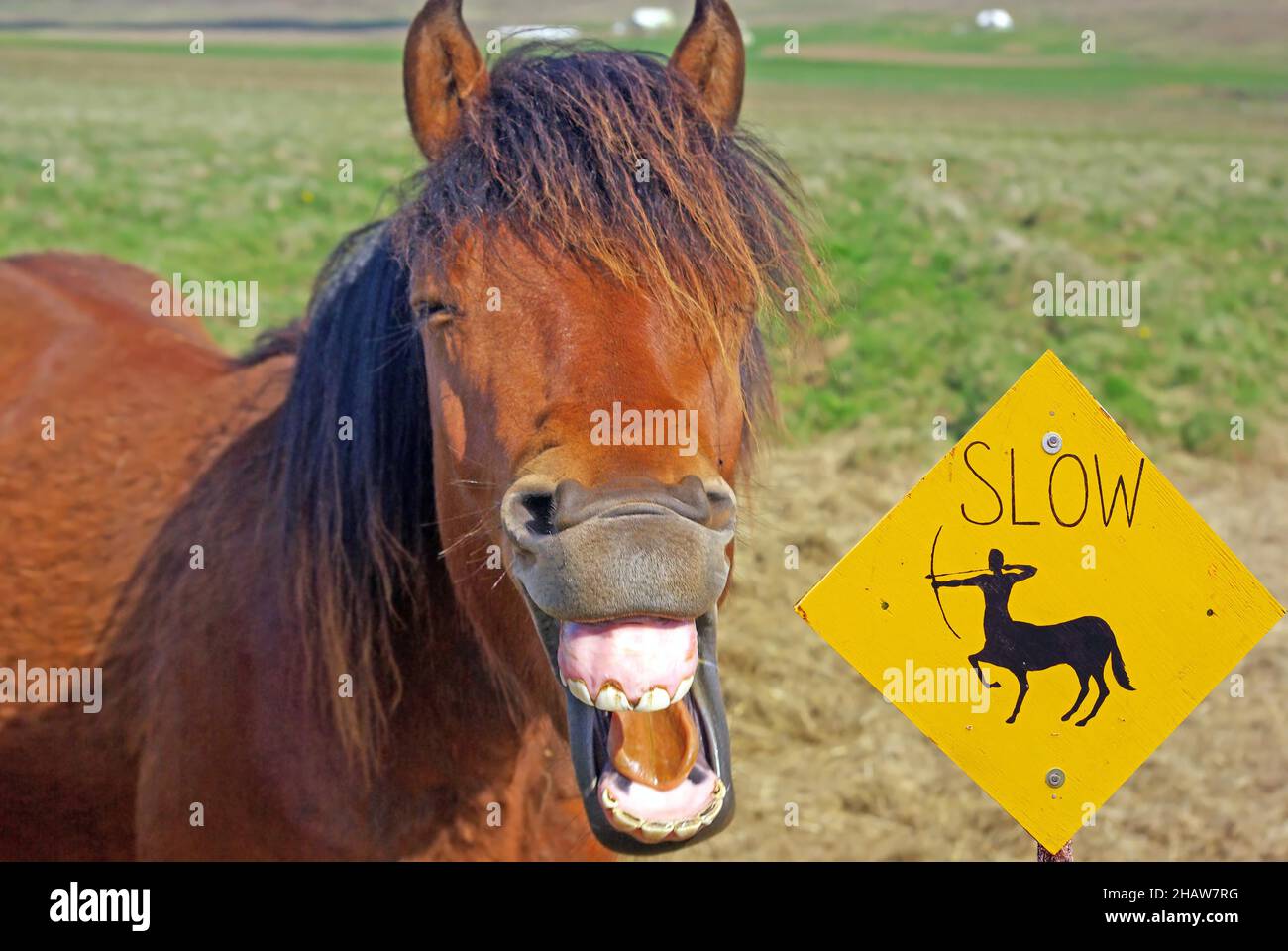 Shield with mythical creature, neighing Icelandic horse, Iceland Stock ...