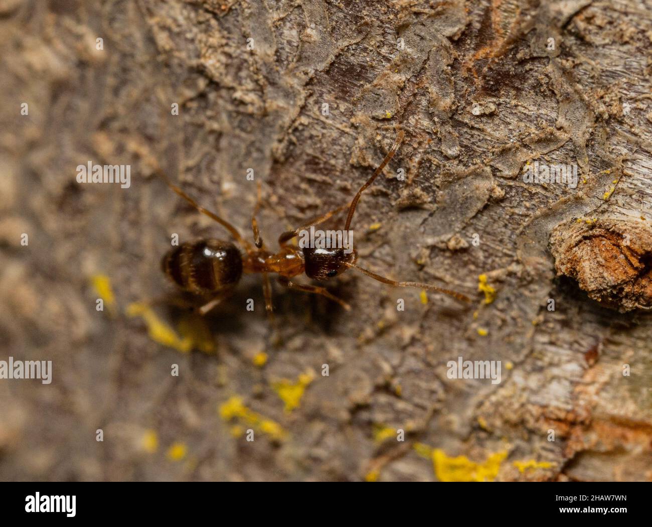 Macro shot of a Small honey ant insect walking on a rocky ground Stock ...