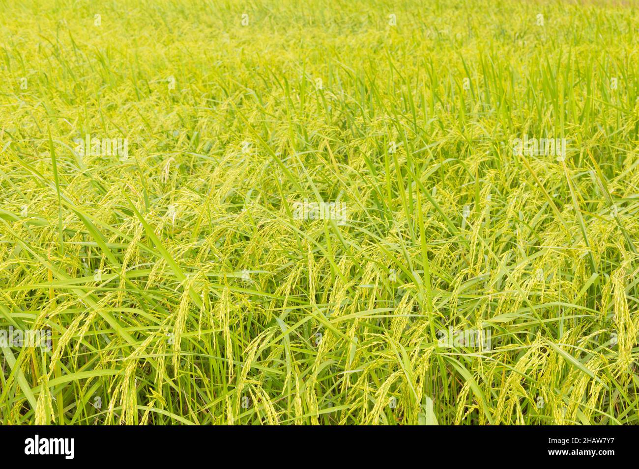 The green rice plants in the rainy season are blooming Stock Photo - Alamy
