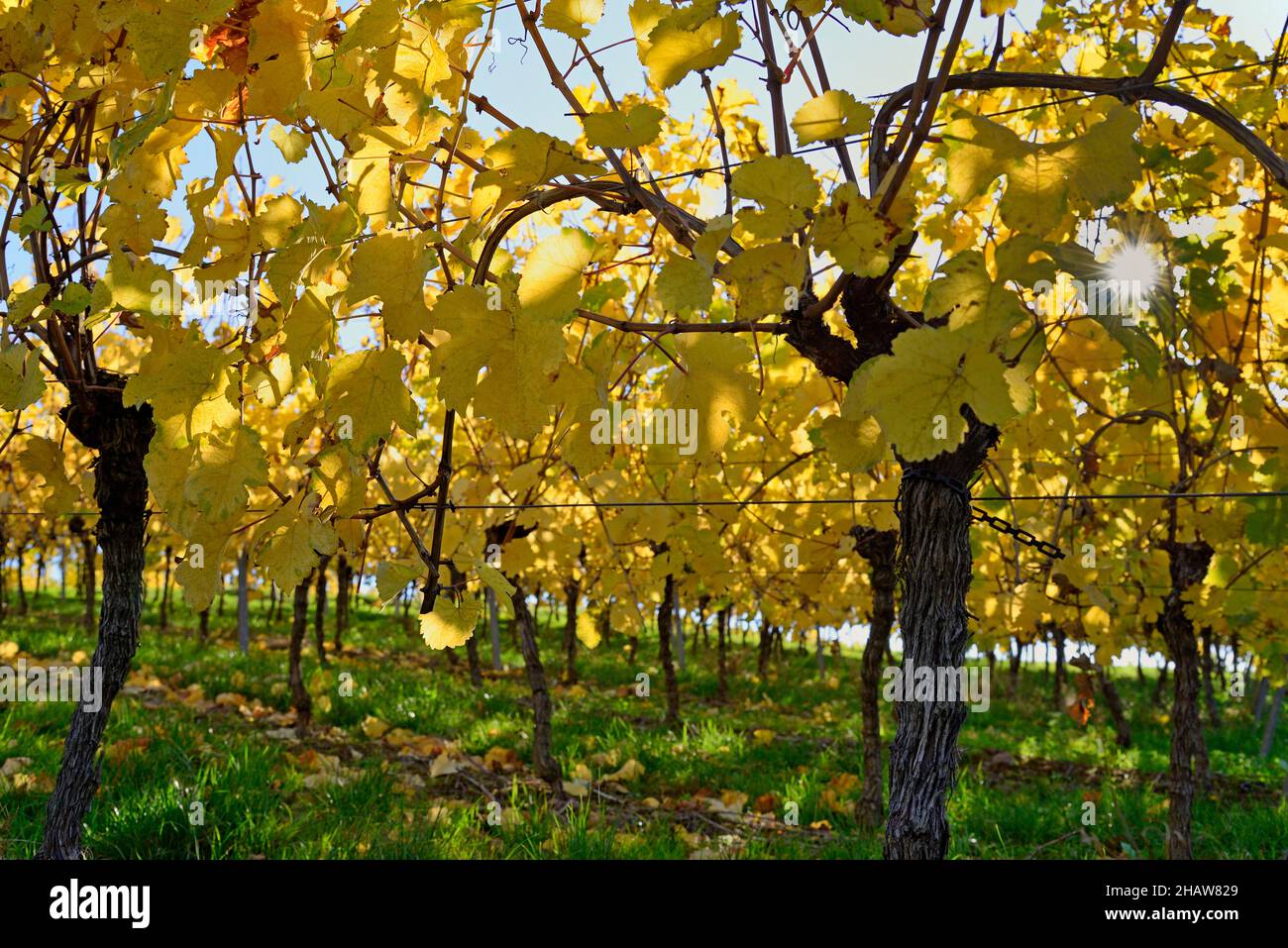 Vines, grapevines with autumn leaves against the light, sun star ...