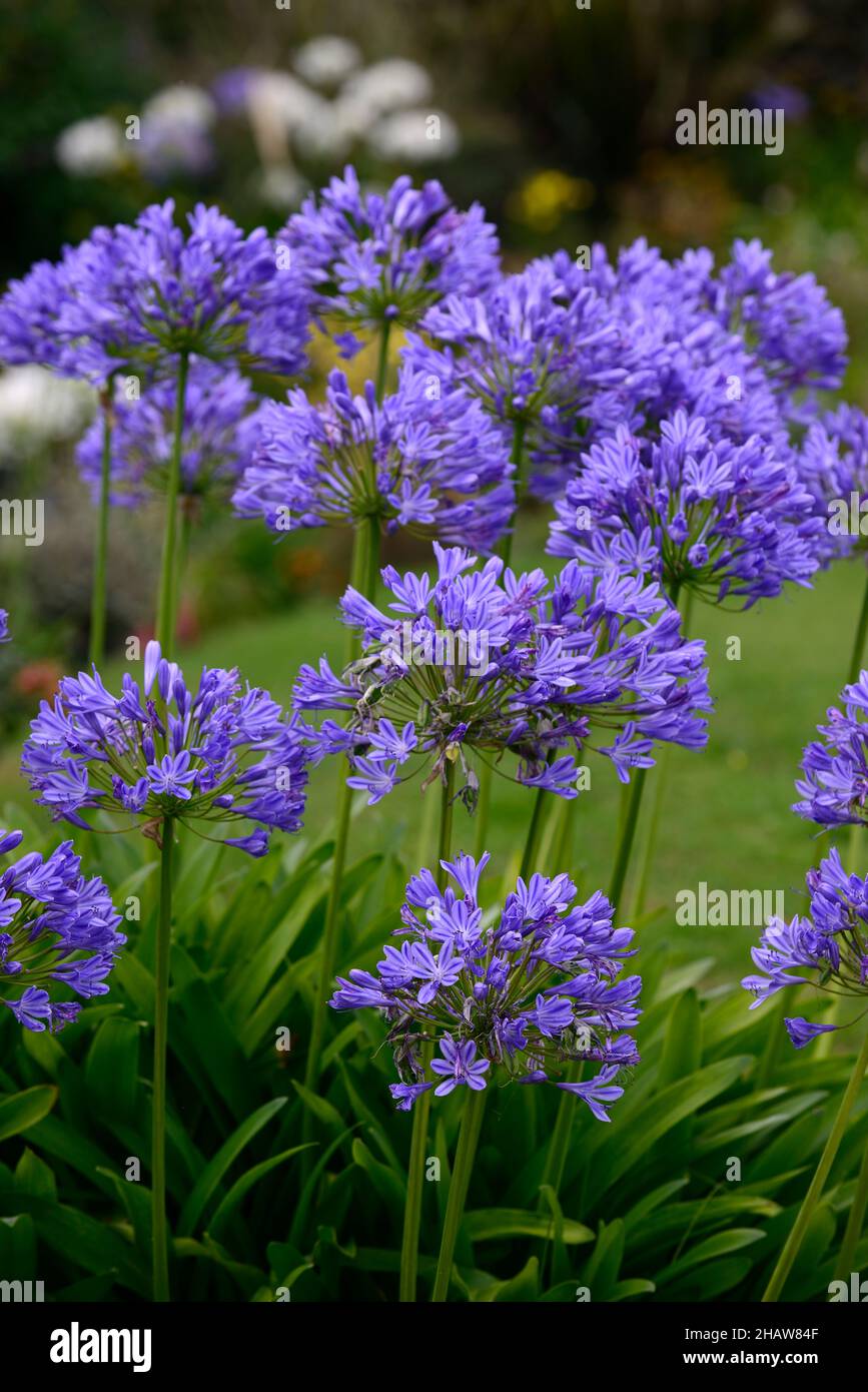 agapanthus,blue agapanthus,flower,flowering,green strappy foliage,,RM ...
