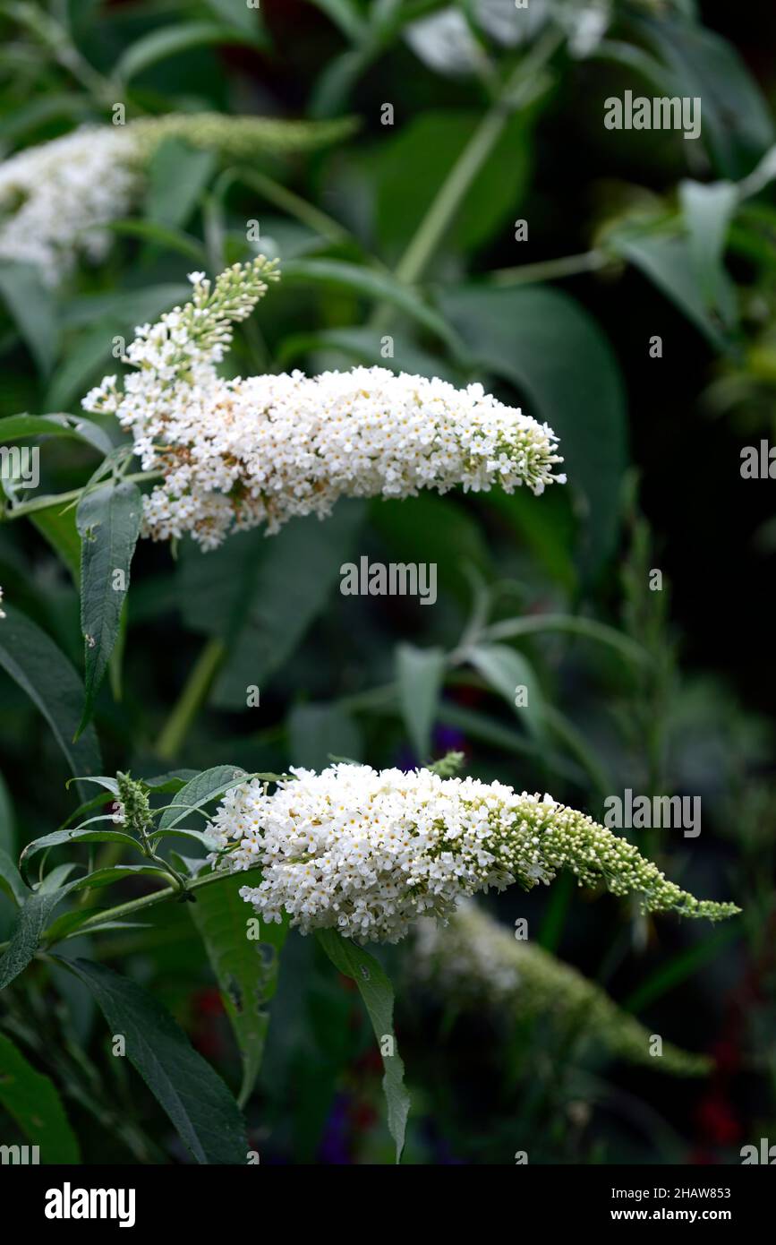 Buddleja davidii White Profusion,butterfly bush,flowers,flower,nectar ...
