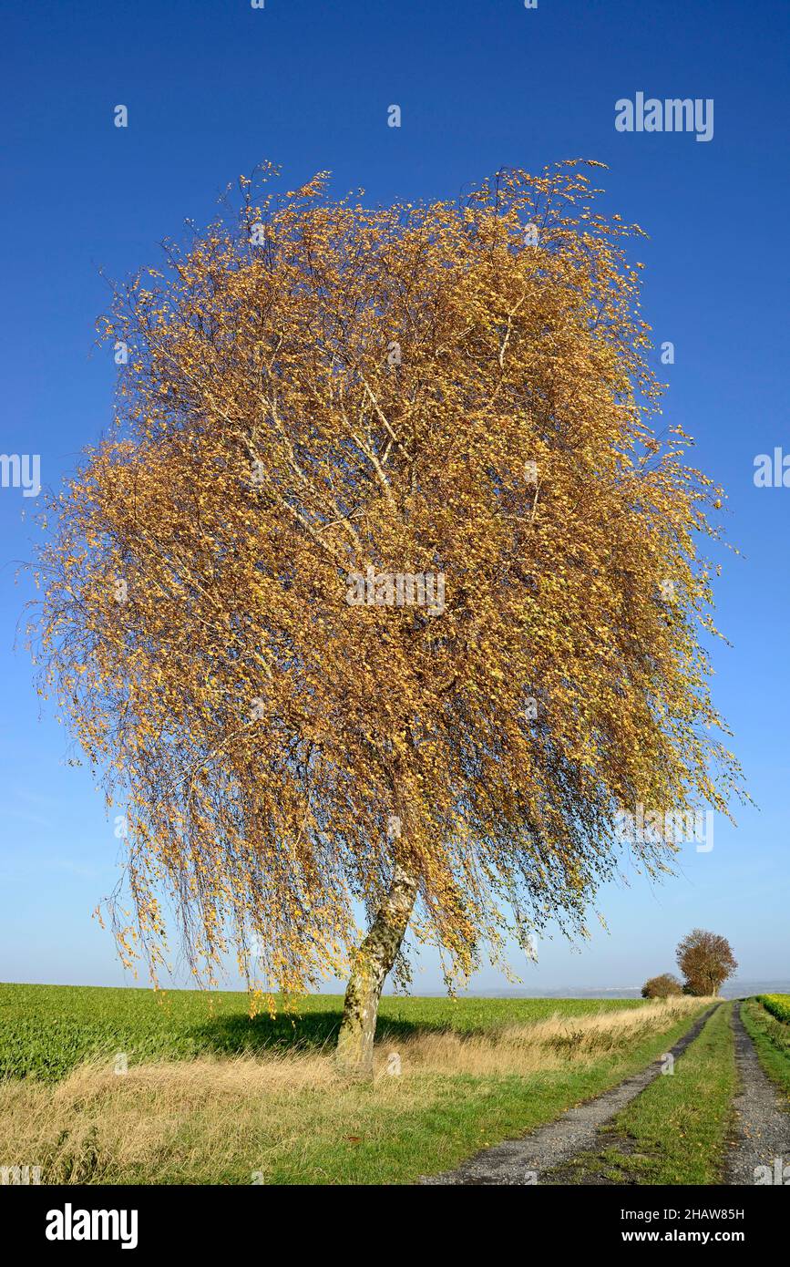 Birch (Betula), solitary tree with autumn leaves on a field path, blue ...