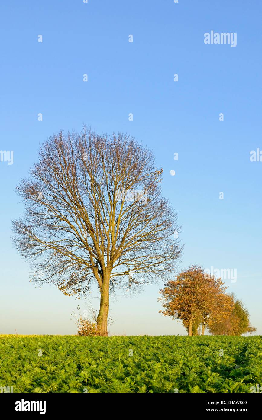 Deciduous trees on a field path in autumn, intercrop field mustard ...