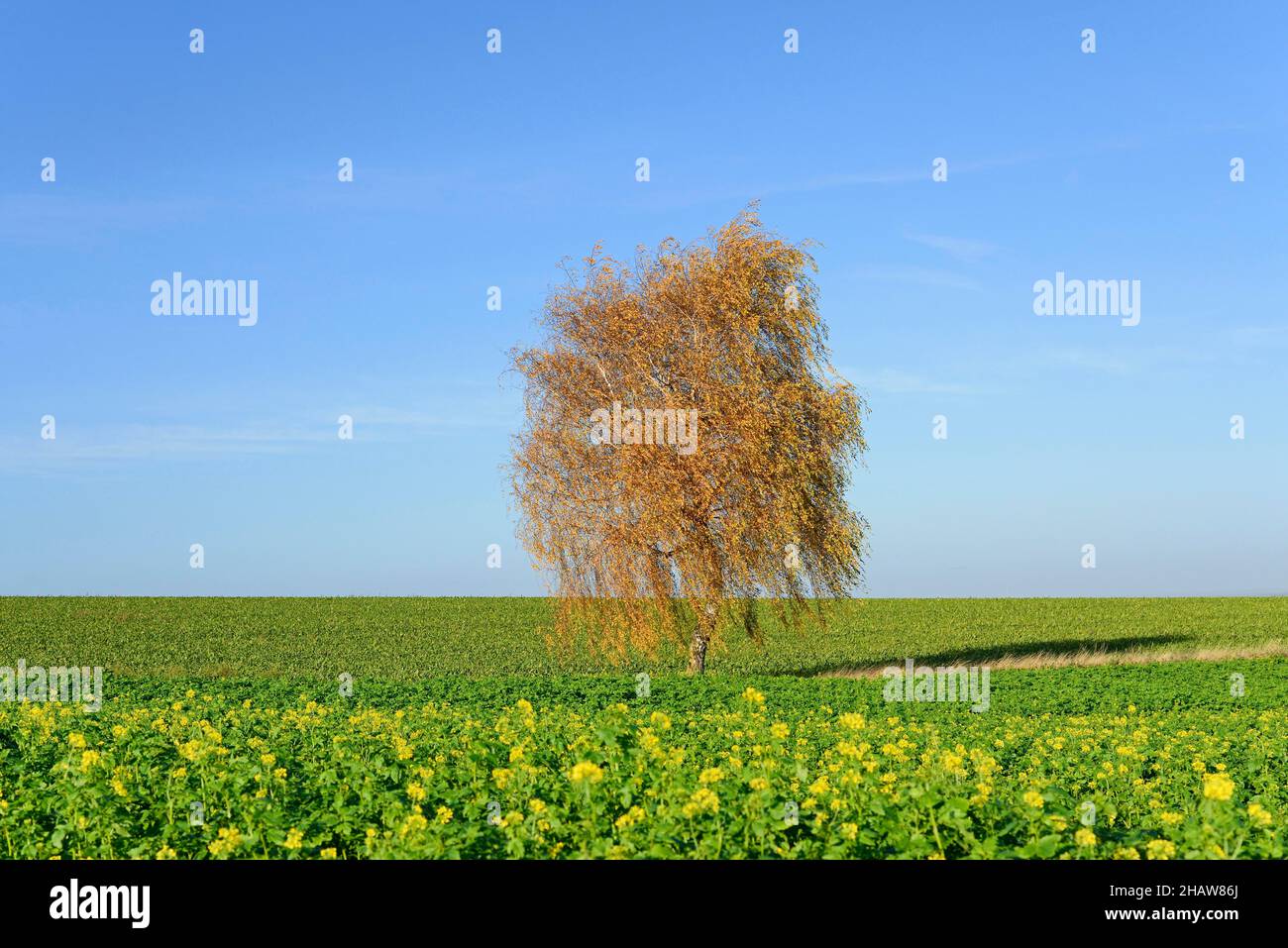 Mustard tree hi-res stock photography and images - Alamy