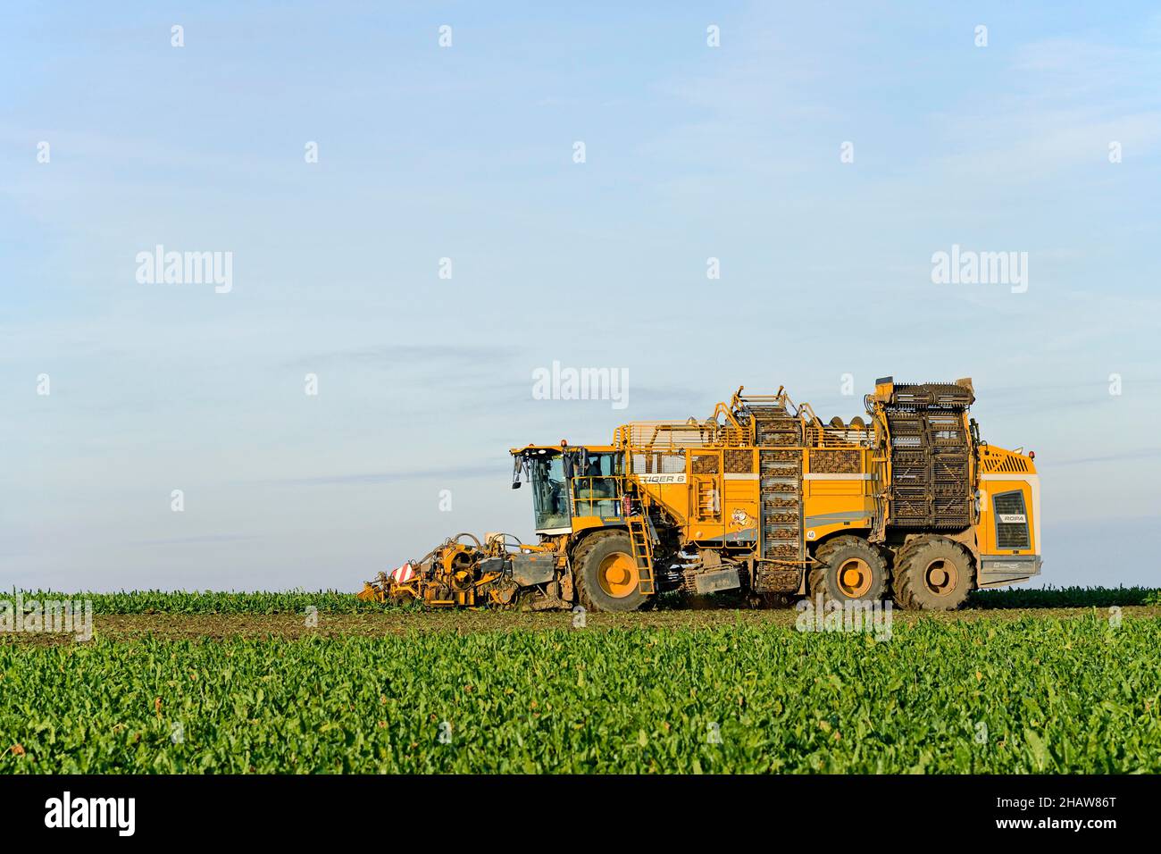 Beet harvester harvesting beetroot (Beta vulgaris subsp. vulgaris ...