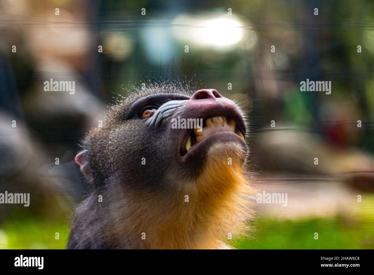 Portrait of an angry mandrill monkey in the zoo Stock Photo - Alamy
