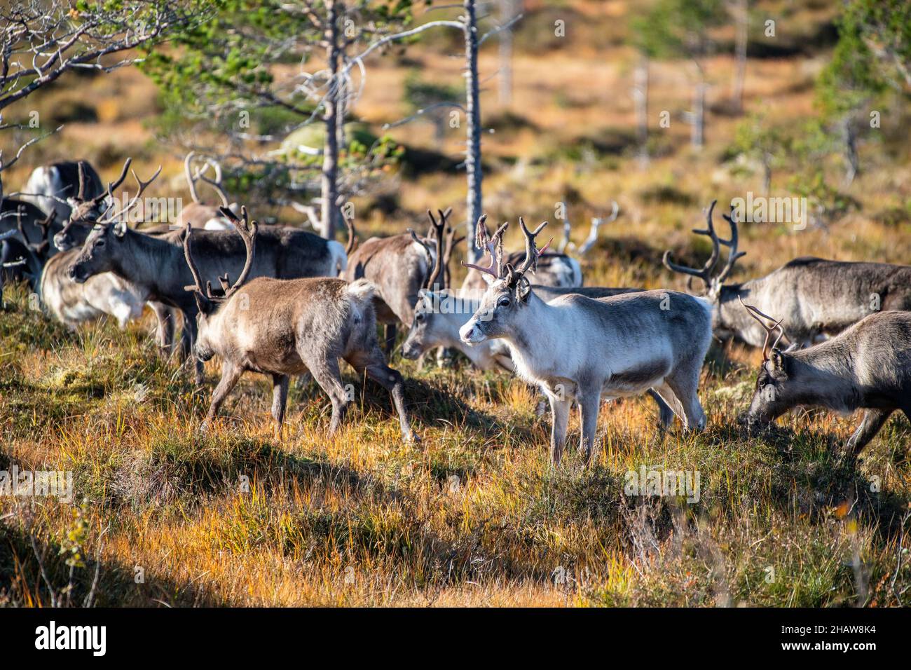 Reindeer (Rangifer tarandus), Efjord, Tysfjord, Ofoten, Nordland ...