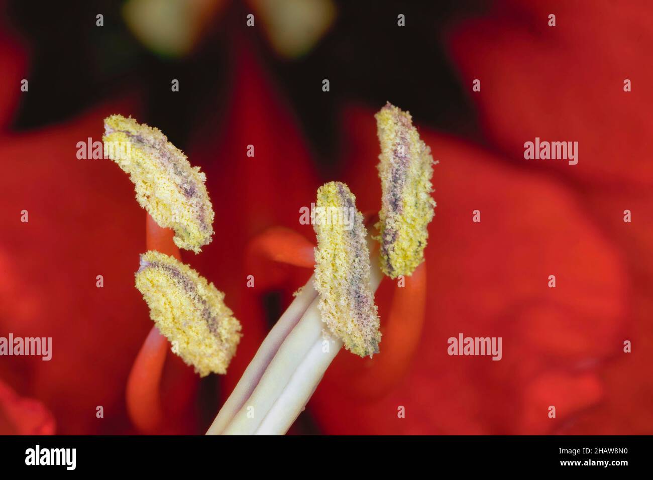 Flower pistils of a red amaryllis (Hippeastrum), studio photography ...