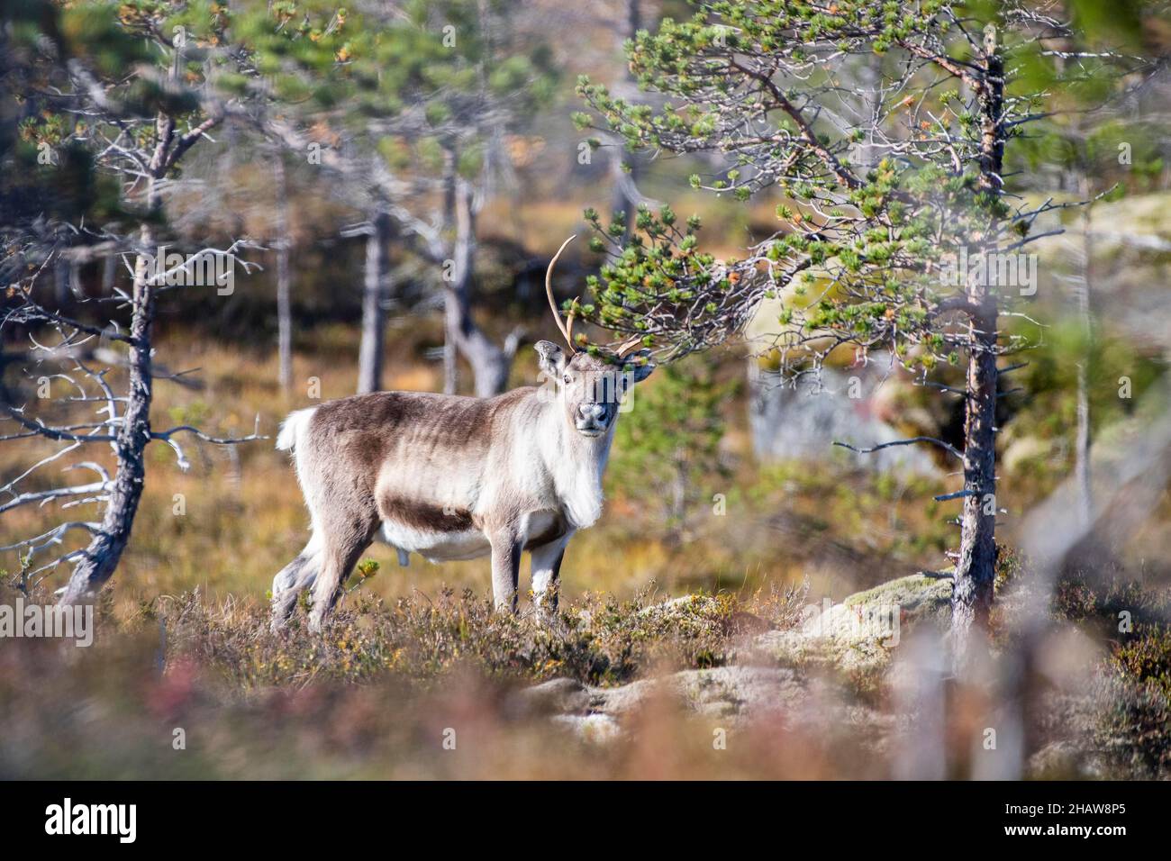 Reindeer (Rangifer tarandus), Efjord, Tysfjord, Ofoten, Nordland ...