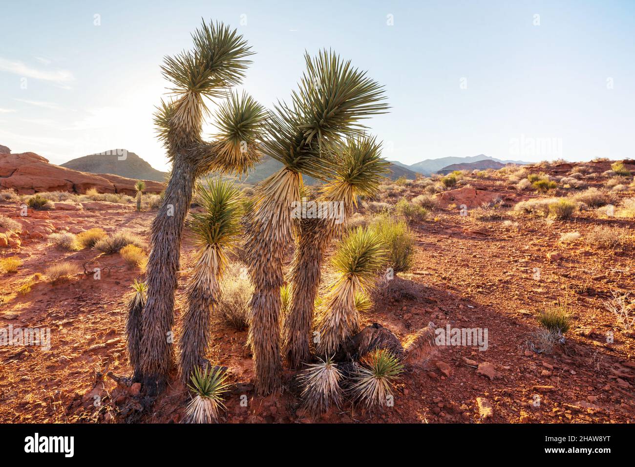Joshua tree in Arizona desert along road. Travel background Stock Photo ...