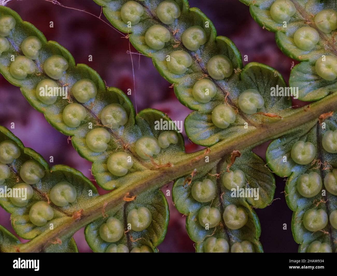 Fern spores hi-res stock photography and images - Alamy