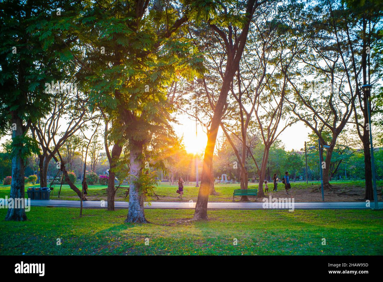 Green meadow with tree park sunset light nature landscape Stock Photo ...