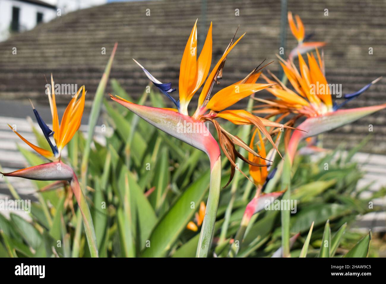 Amber flower hi-res stock photography and images - Alamy