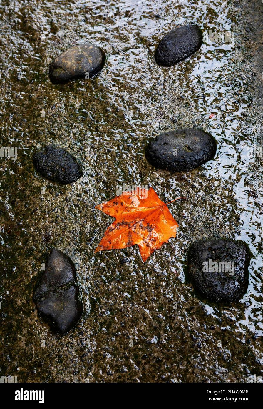 Colourful maple leaf lying on wet stone ground, Rocha da Relva, Sao ...
