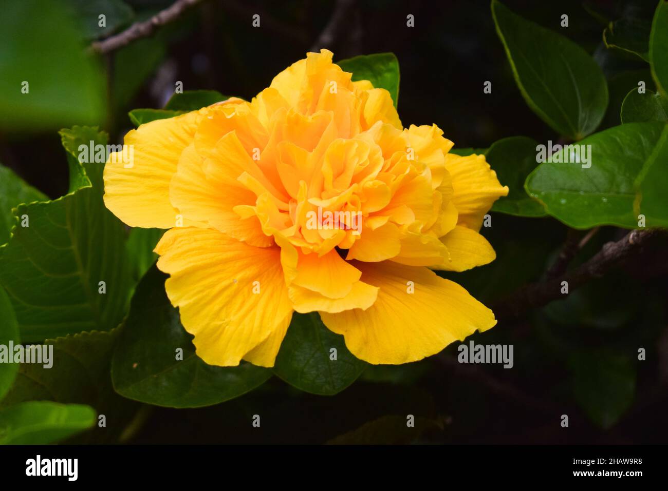 Amber peach hi-res stock photography and images - Alamy