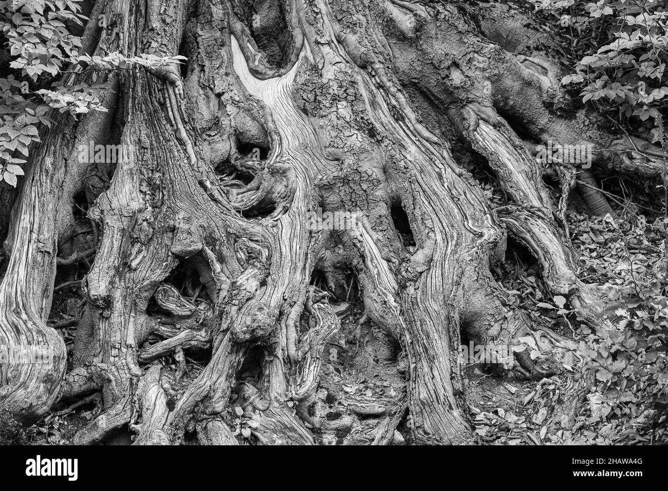 Grayscale shot of tree roots in the forest Stock Photo - Alamy