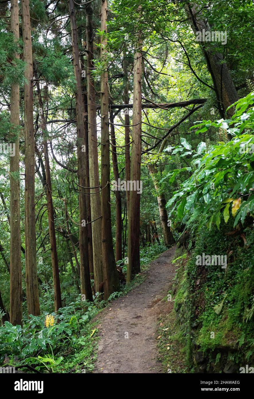 Hiking trail through jungle-like forest to the Salto do Prego waterfall ...