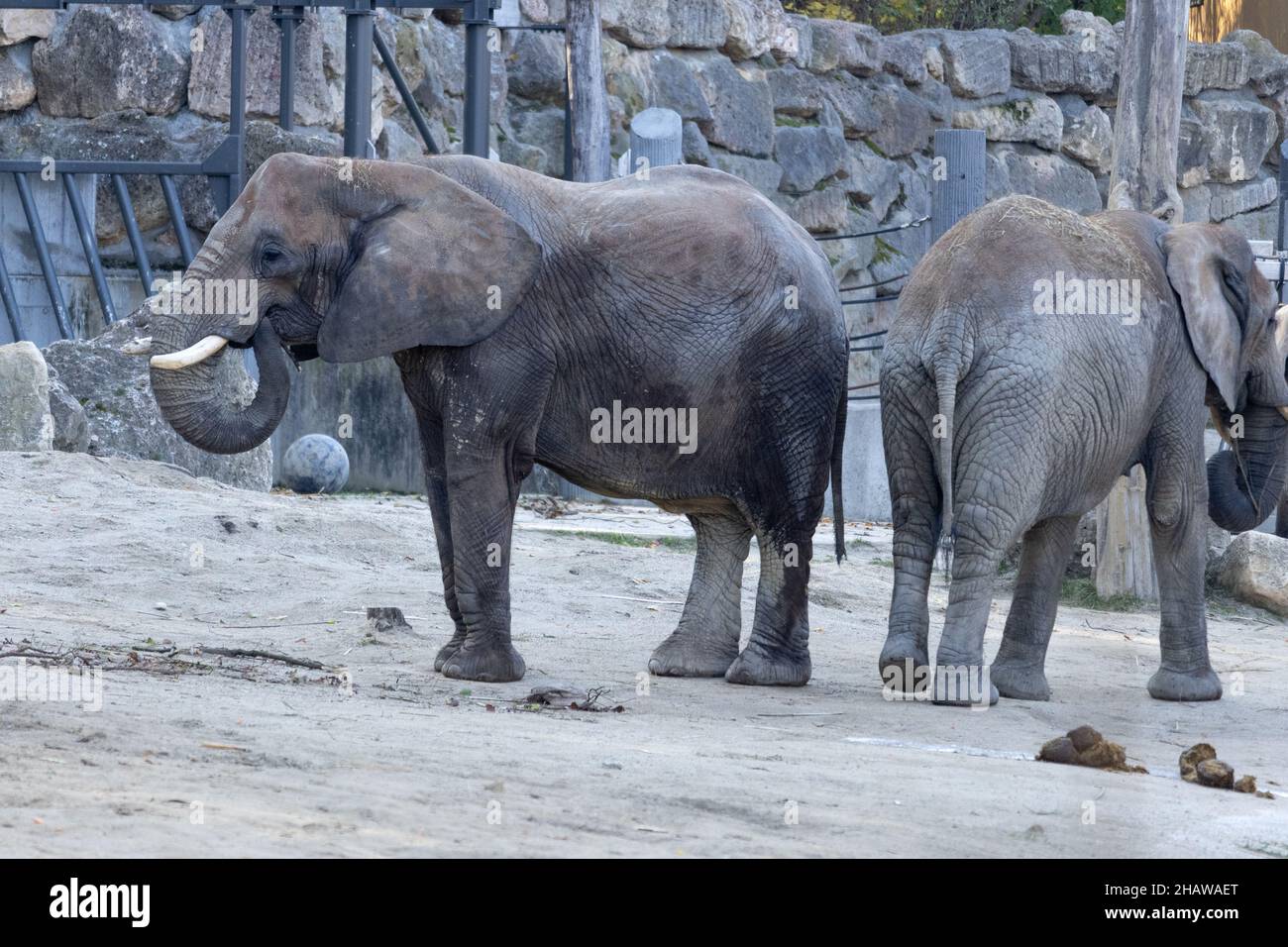 View of elephants in the zoo Stock Photo - Alamy