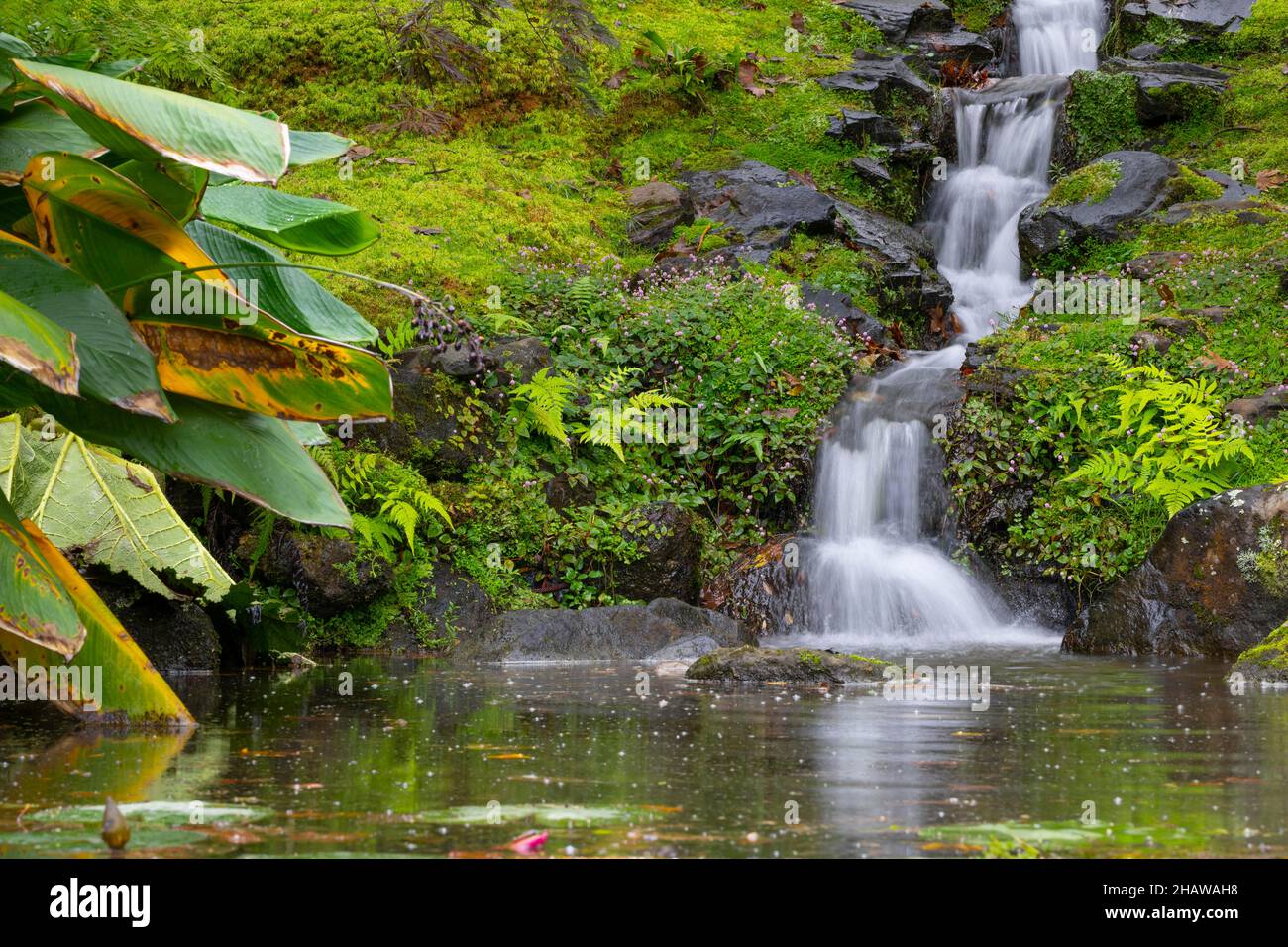 Small stream with waterfall in the botanical garden, Terra Nostra Park ...