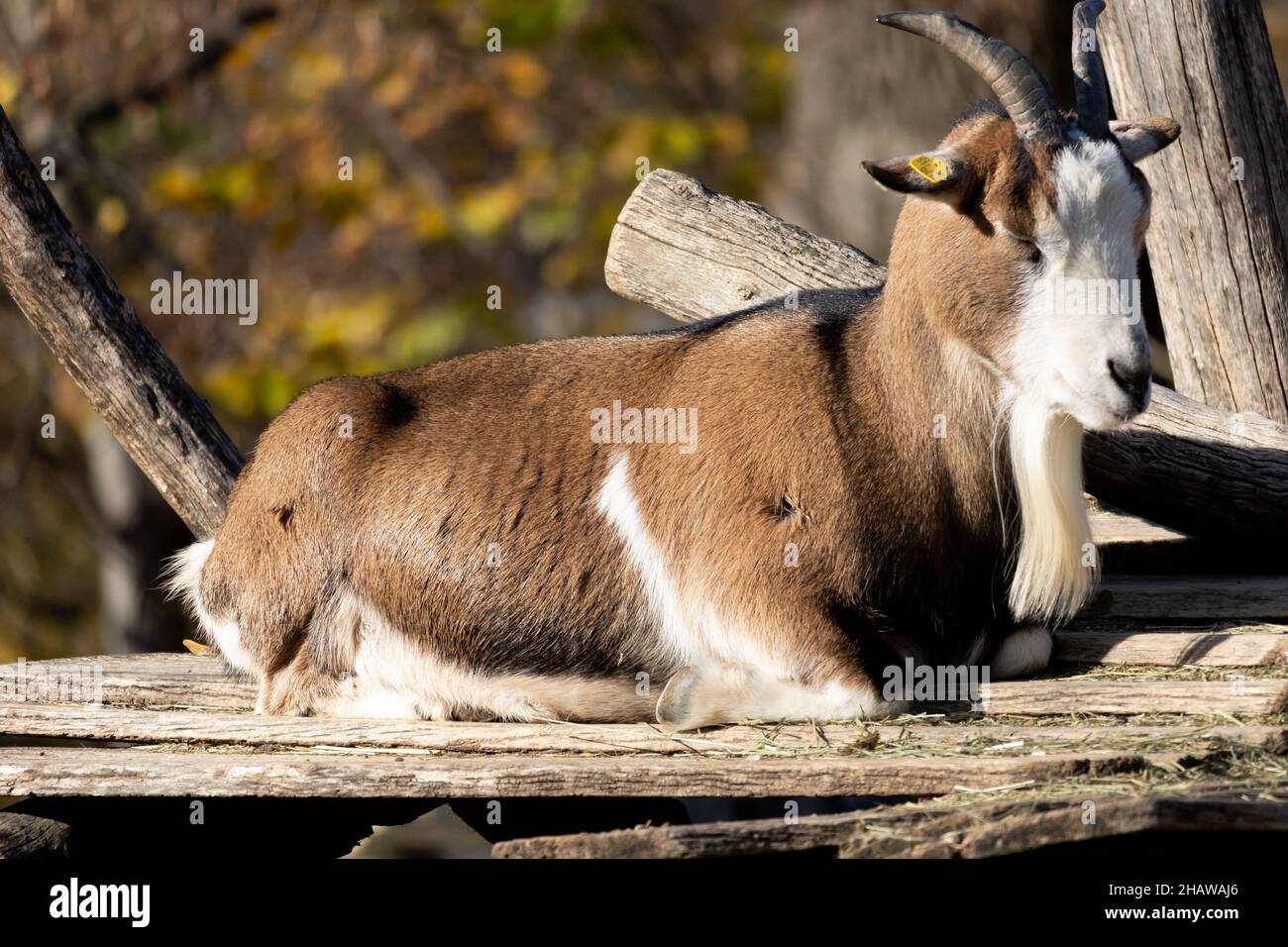 Agriculture habitat hi-res stock photography and images - Alamy