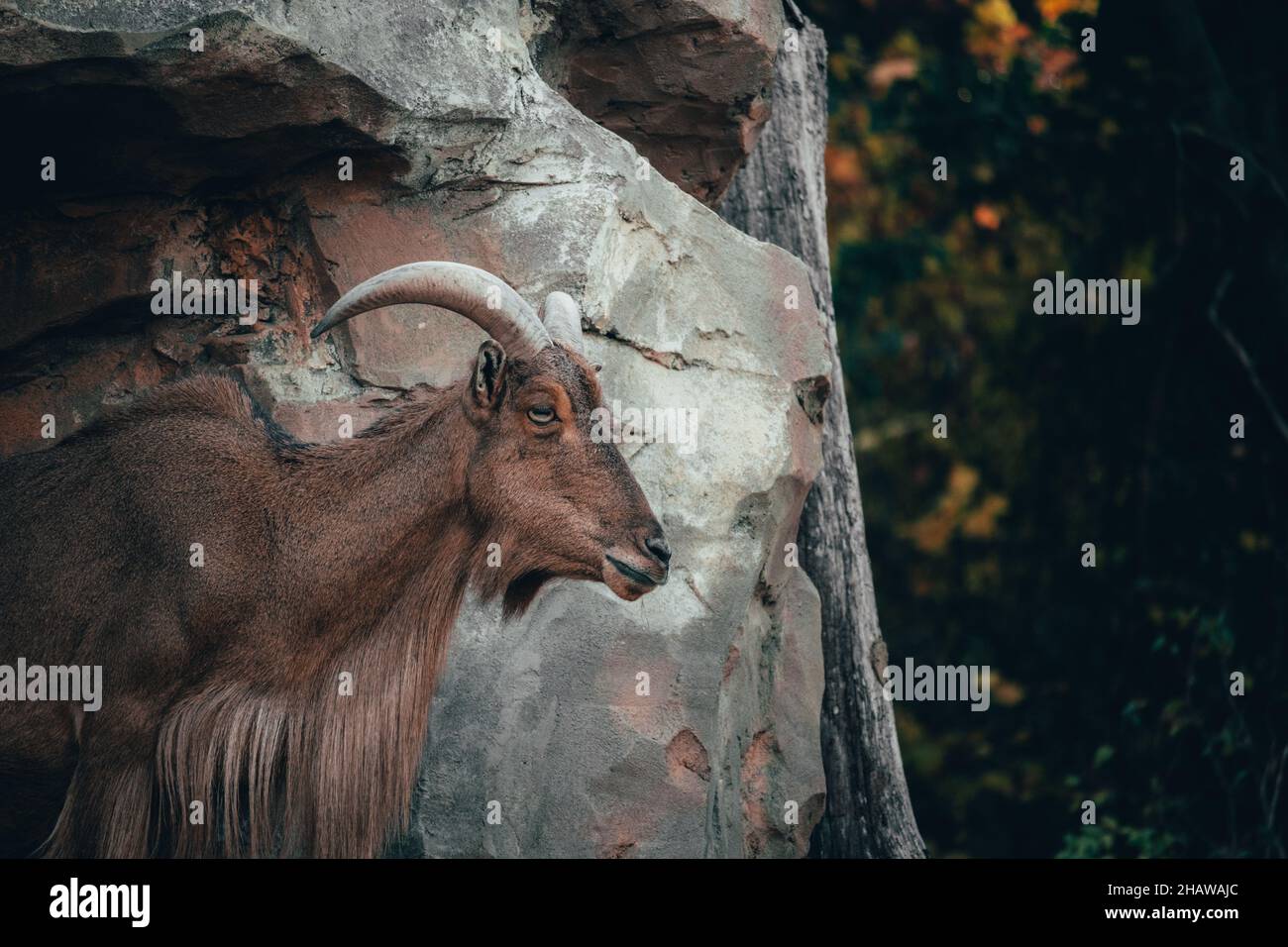 Beautiful view of a goat in its habitat Stock Photo - Alamy