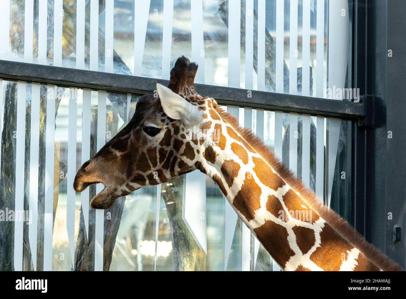 Front view giraffe hi-res stock photography and images - Alamy