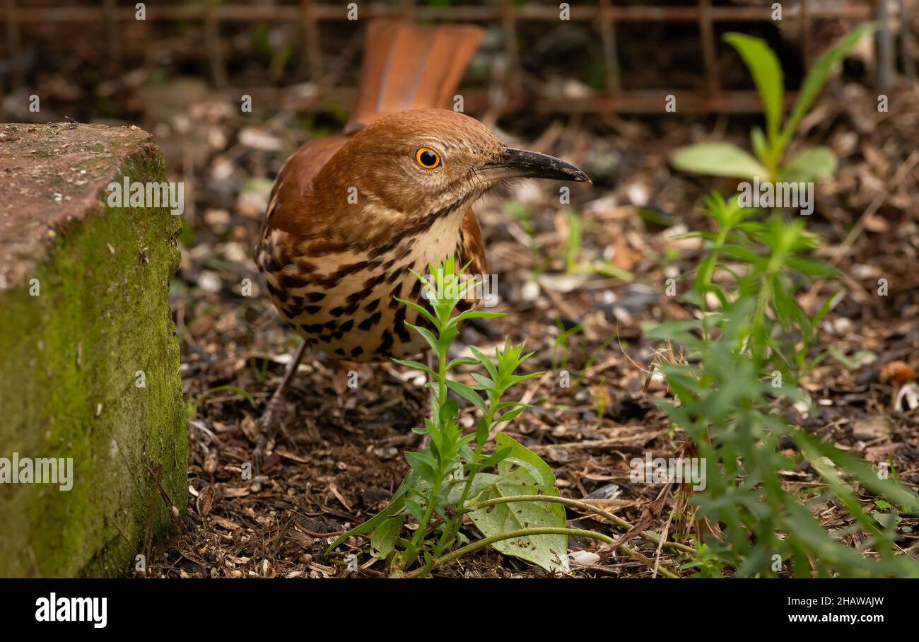 Large thrasher hi-res stock photography and images - Alamy