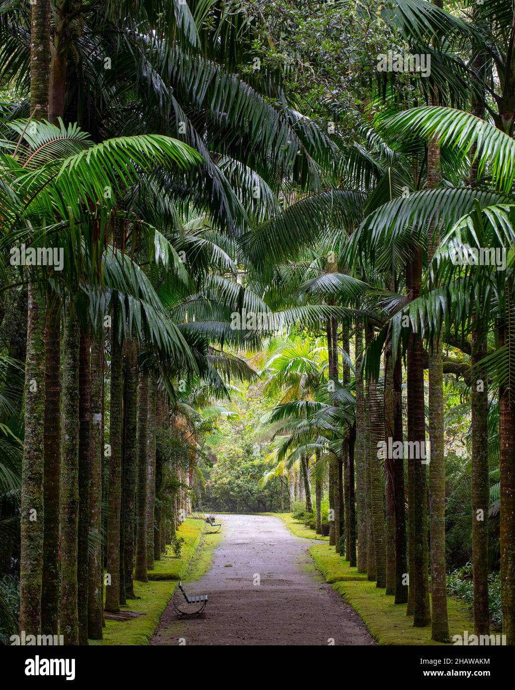 Botanical Garden, Palm Avenue, Terra Nostra Park, Furnas, Sao Miguel ...