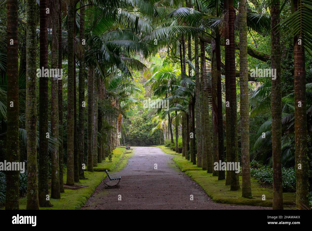 Botanical Garden, Palm Avenue, Terra Nostra Park, Furnas, Sao Miguel ...