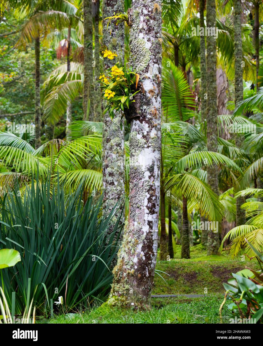 Botanical Garden, Terra Nostra Park, Furnas, Sao Miguel Island, Azores ...