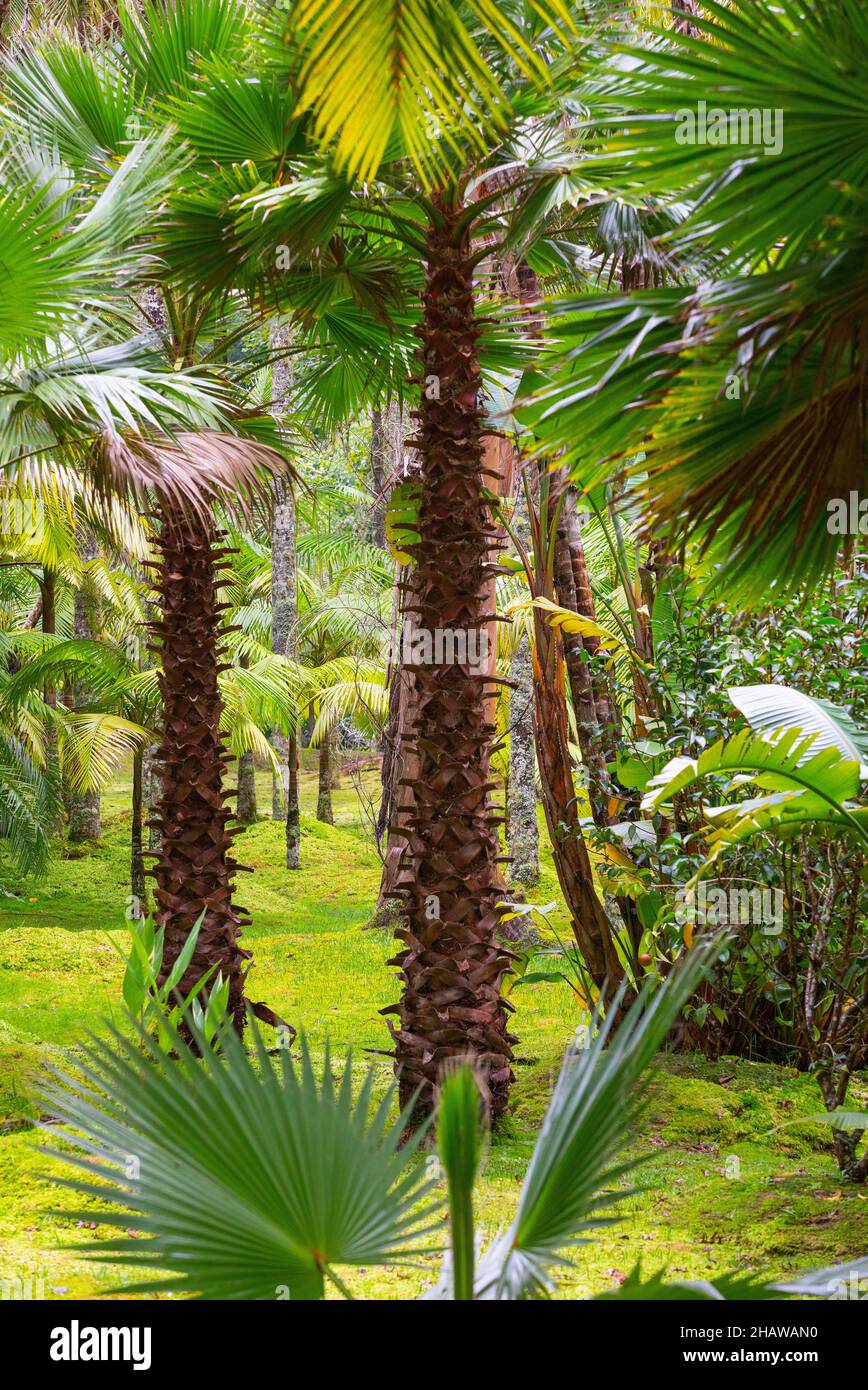 Tree ferns (Cyatheales) in the botanical garden Terra Nostra Park ...