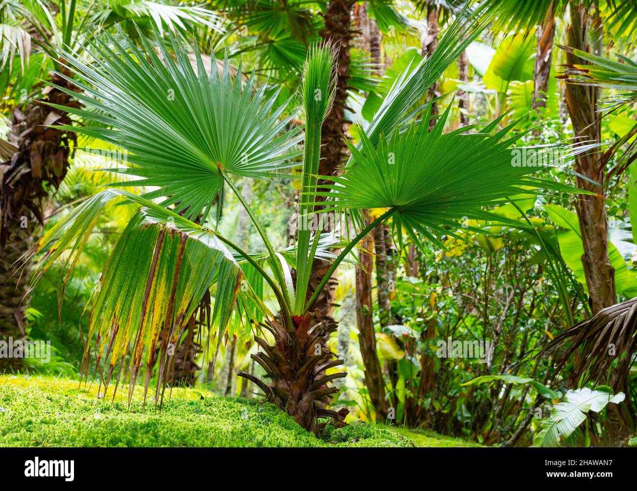Tree ferns (Cyatheales) in the botanical garden Terra Nostra Park ...