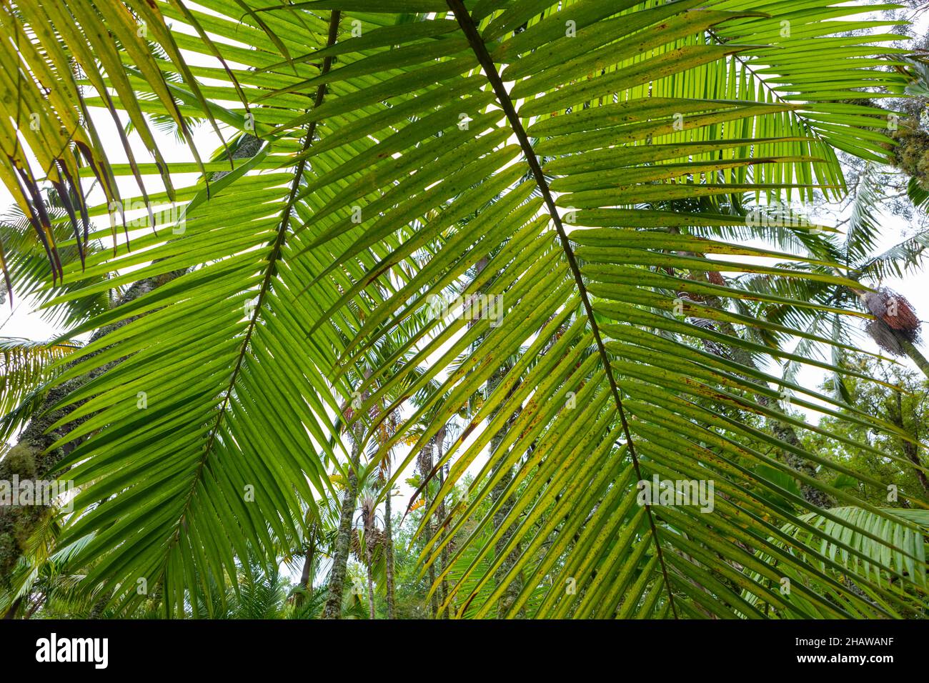 Tree ferns (Cyatheales) in the botanical garden Terra Nostra Park ...