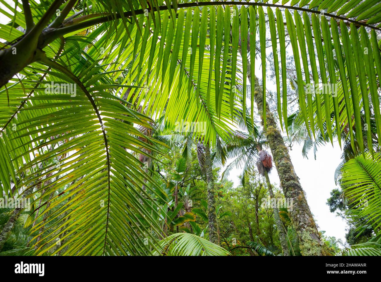 Tree ferns (Cyatheales) in the botanical garden Terra Nostra Park ...