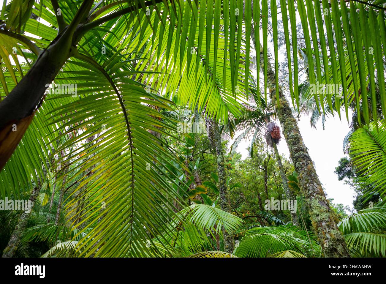 Tree ferns (Cyatheales) in the botanical garden Terra Nostra Park ...