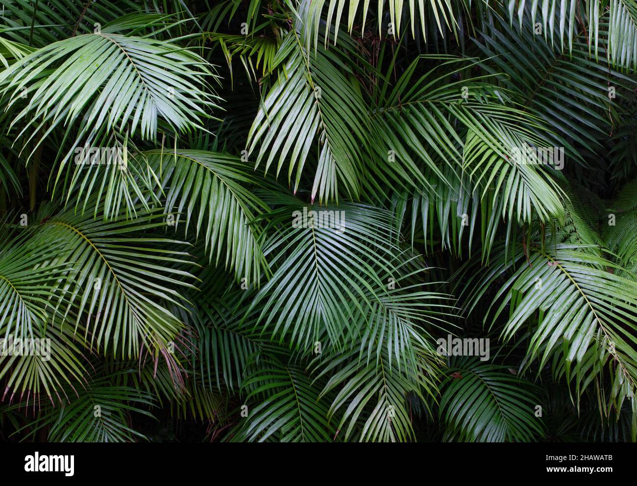 Tree ferns (Cyatheales) in the botanical garden Terra Nostra Park ...